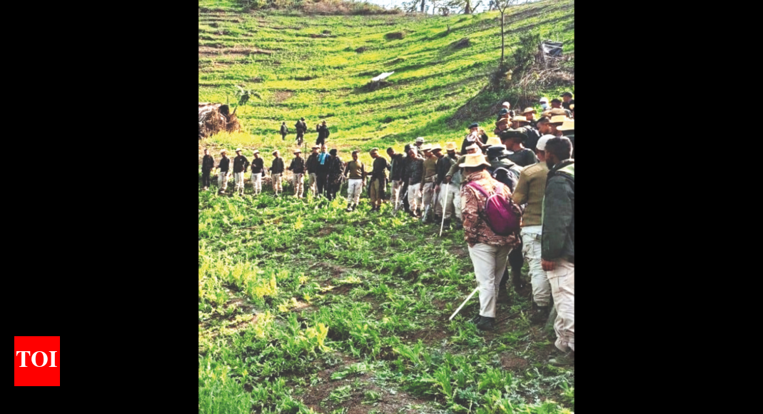 Manipur: 15-acre Poppy Cultivation Destroyed In Manipur Dist | Imphal ...