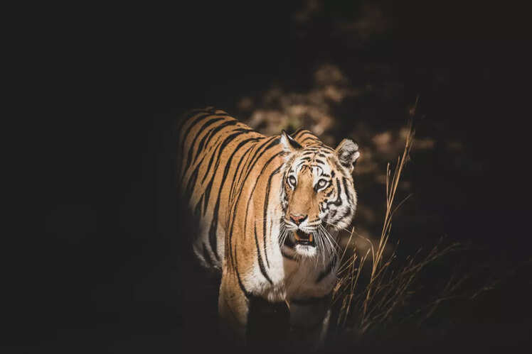 Most beautiful photos of Madhya Pradesh | Times of India Travel