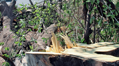 Yeshwantpur: Only 1 objection, 141 trees to be cut for Bengaluru's ...