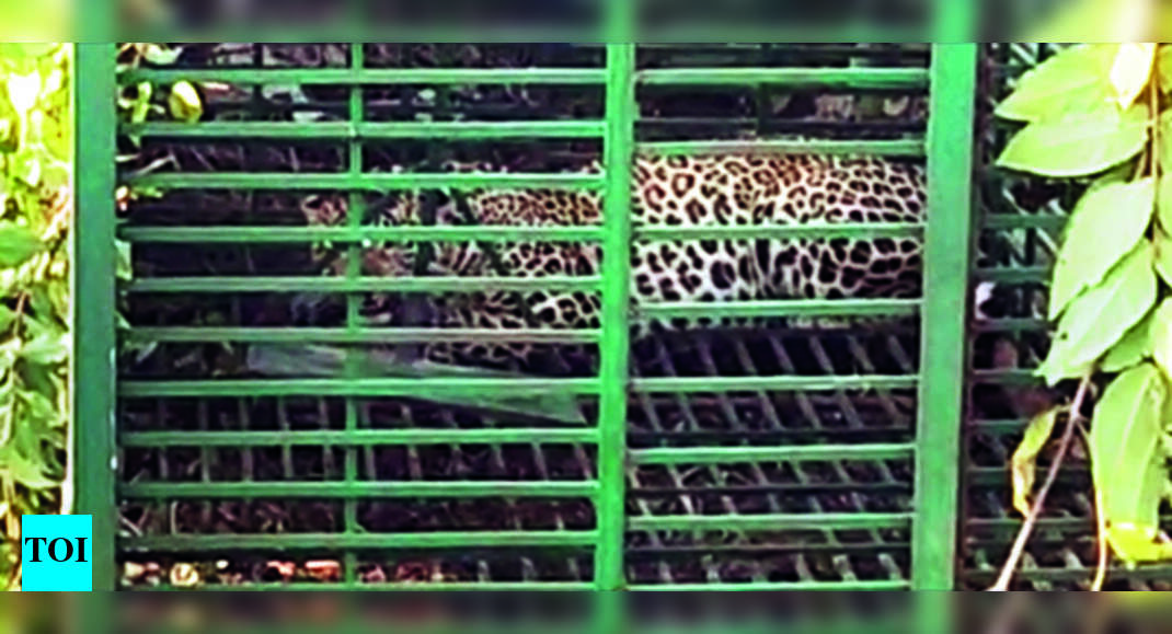 Amid ‘man-eater’ Scare, Leopard Caged & Sent To A Zoo | Raipur News ...