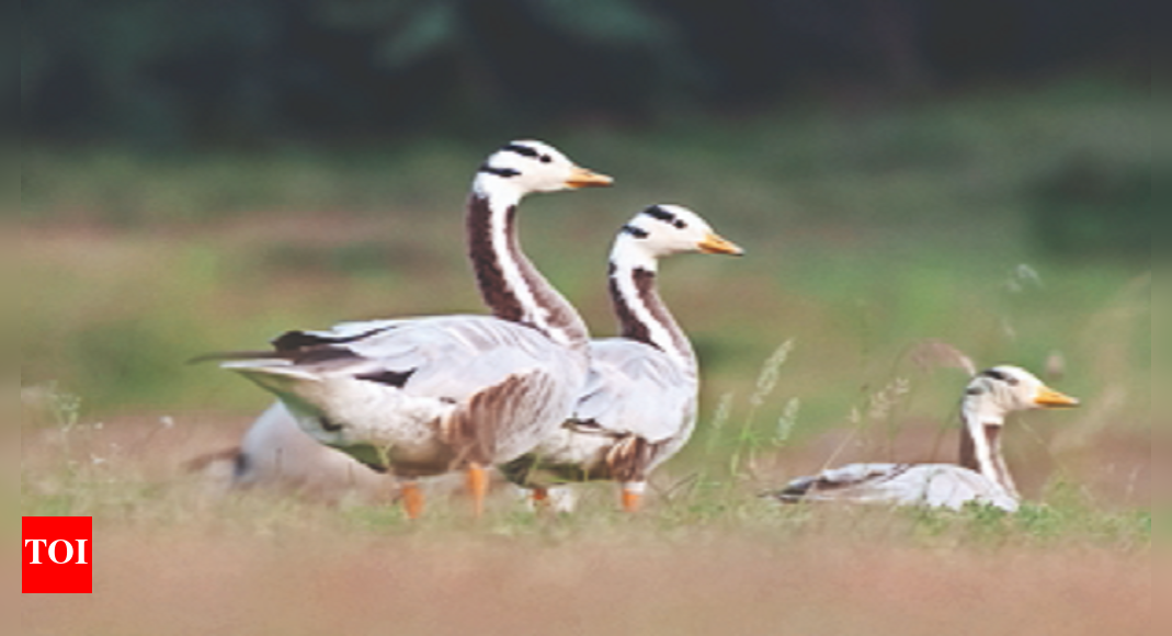 Thamirabarani: Thamirabharani Waterbird Count Begins On Jan 27 ...