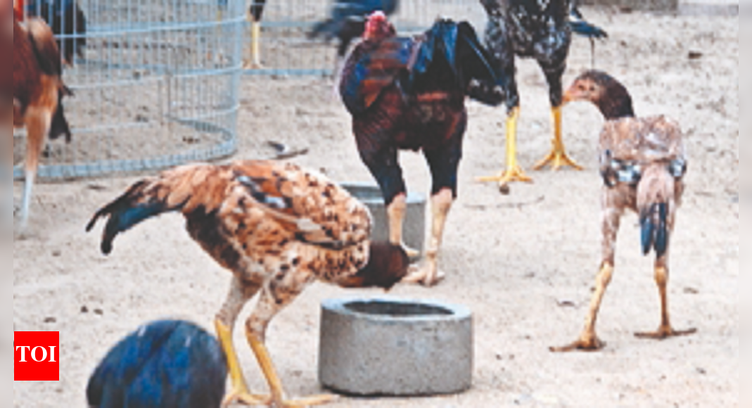 Kattuputhur: Illegal Rooster Fights: 11 Booked In Trichy | Trichy News ...