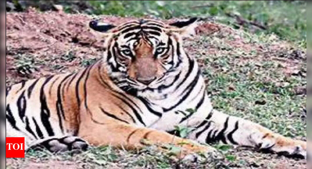 Ntr: Tiger Scare Grips Village In Ntr Dist | Vijayawada News - Times of ...