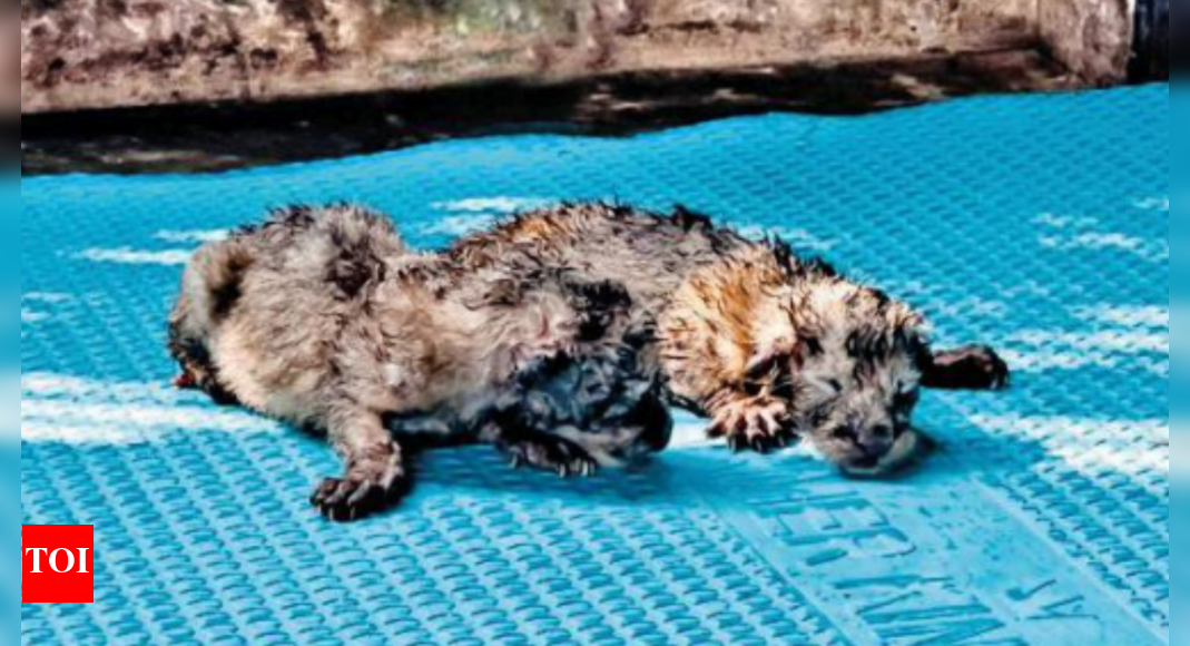 At Assam State Zoo, ‘rani’ Gives Birth To Two Lion Cubs | Guwahati News ...
