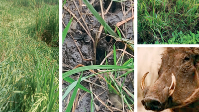 Thanjavur: Wild boars raid paddy fields, damage samba crop in Thanjavur ...
