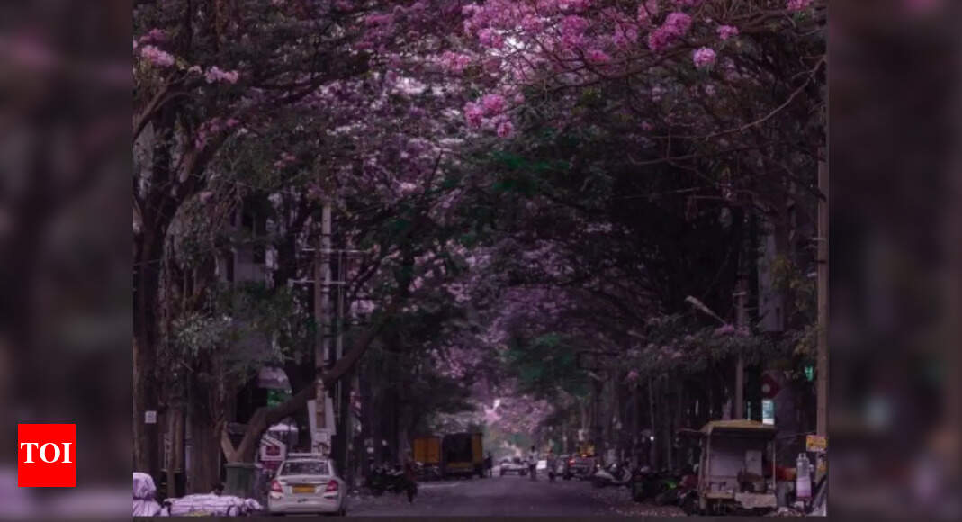 Cherry Blossom-like pink flowers adorn Bengaluru road; see pictures ...