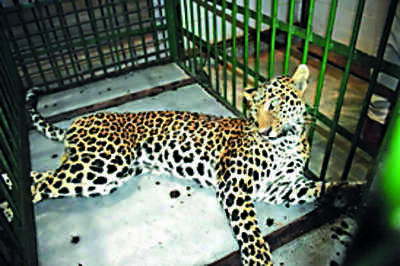 Van Vihar: Injured Leopard Dies At Van Vihar | Bhopal News - Times of India