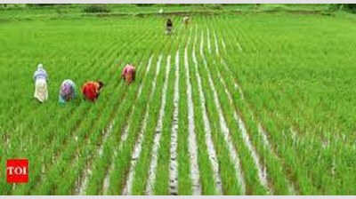 Paddy: Chhattisgarh Breaks Last Year’s Paddy Procurement Record ...