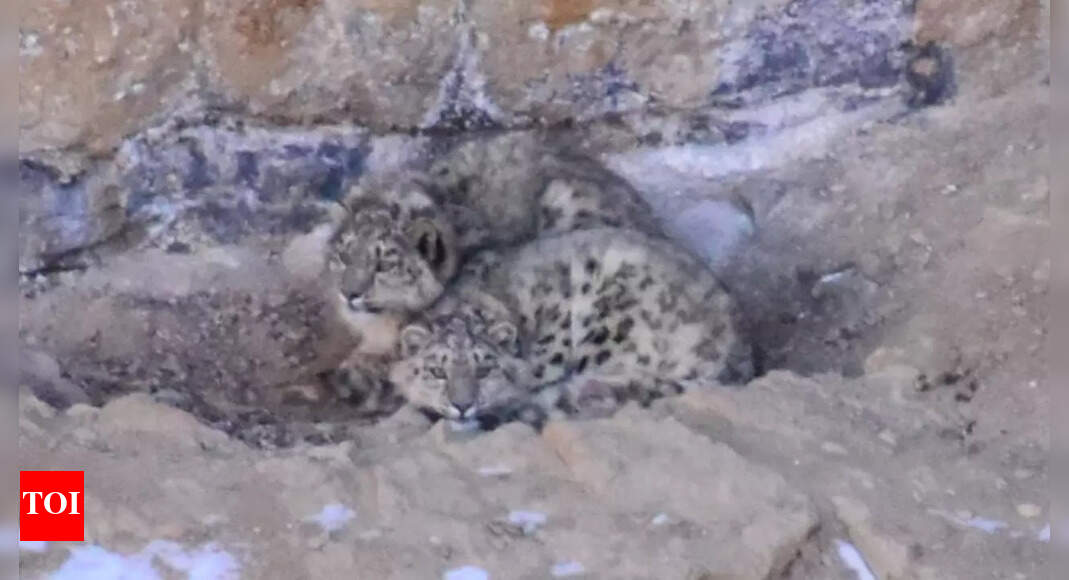 Three snow leopards spotted in Himachal Pradesh's Spiti | Shimla News ...