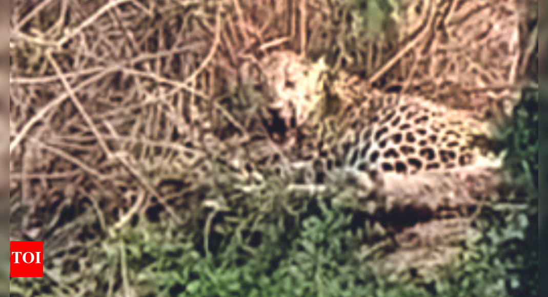 Leopard rescued from poachers' snare in Madhya Pradesh's Sagar | Bhopal News - Times of India