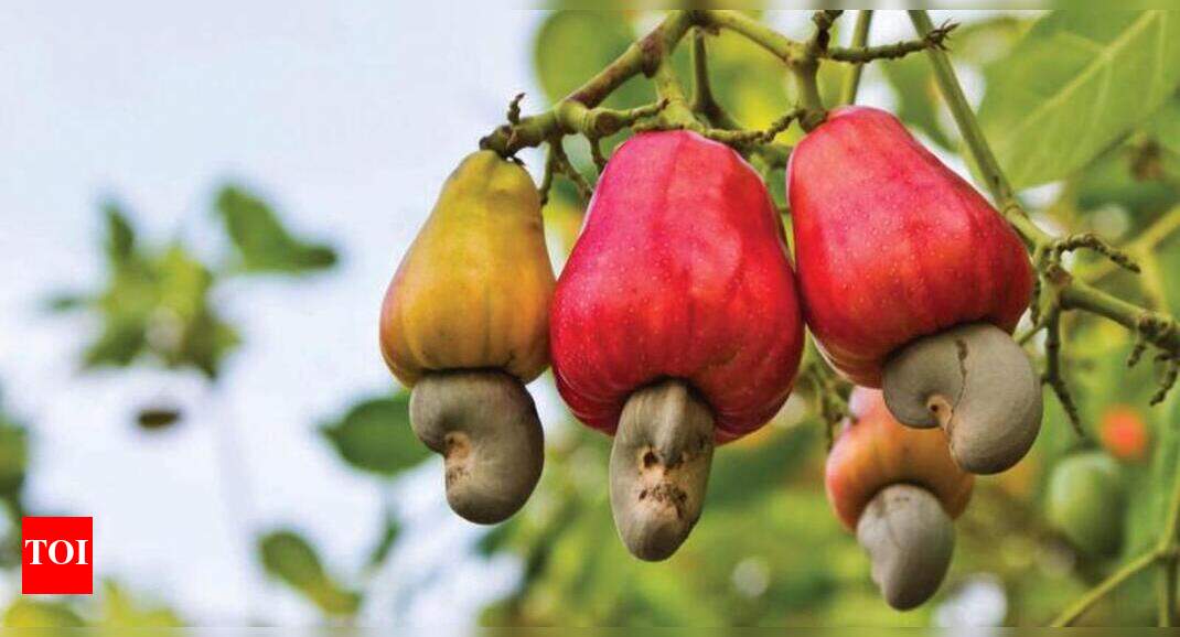As cashew trees bloom, feni distillers hope for fruitful season | Goa ...
