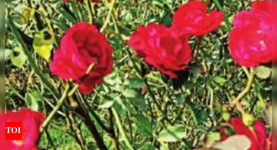 'Big B' among rose varieties in demand during Valentine Day | Pune News ...