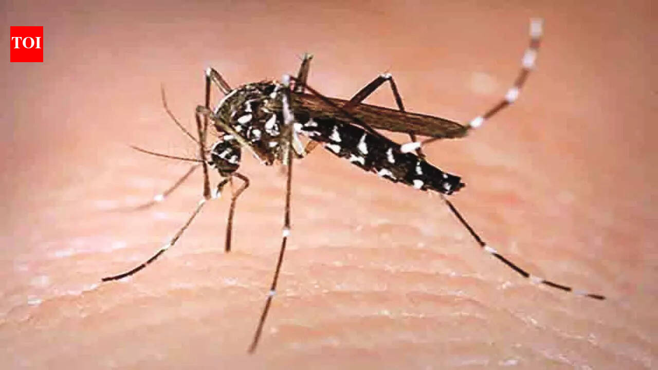 Mosquitoes rob Chennai of sleep | Chennai News - The Times of India