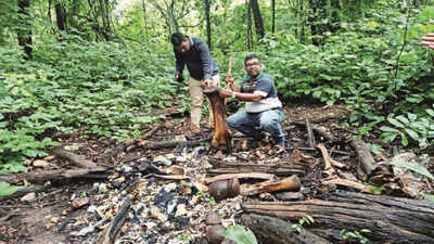 Poaching Whiff In Elephant Deaths | Bhubaneswar News - Times of India