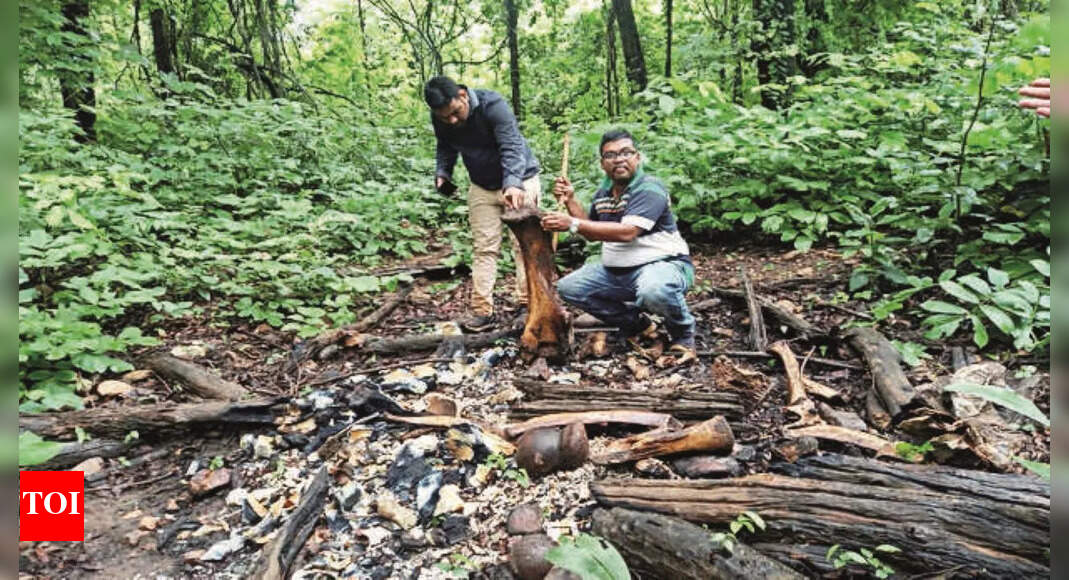 Poaching Whiff In Elephant Deaths | Bhubaneswar News - Times of India