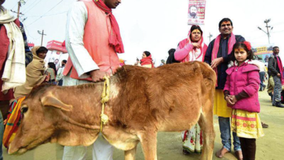 Gau Daan: Elders do Gau Daan while kids serve calves and cows at Mela ...