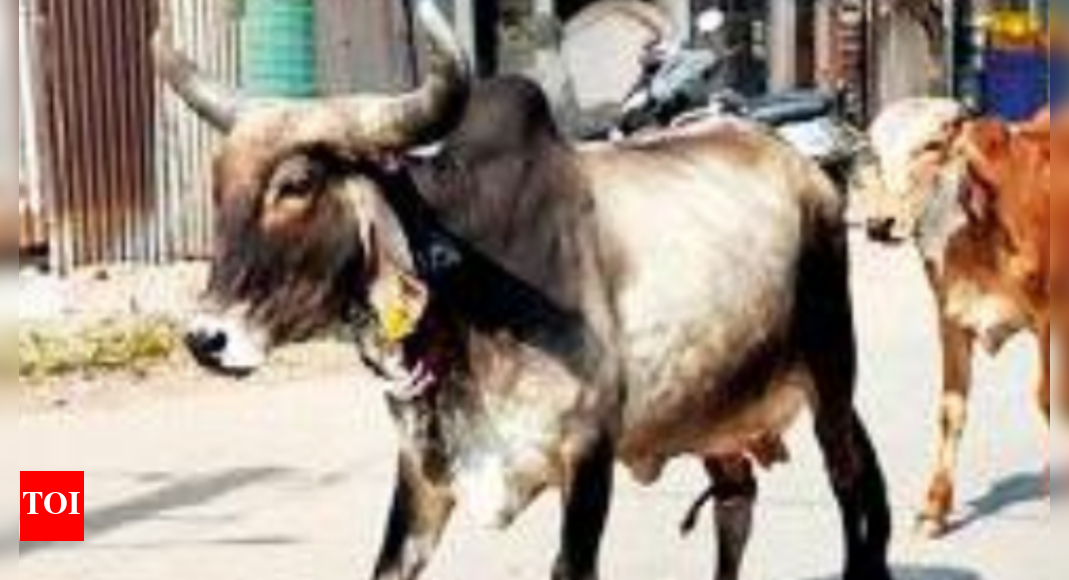 ‘atomic Radiation Cannot Affect Cow Dung Houses’ | Surat News - Times ...