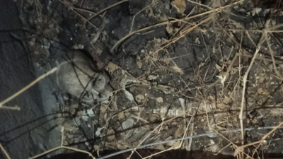 Human Skeleton Found In Pit Inside Indore Airport | Indore News - Times ...