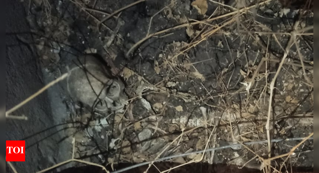 Human Skeleton Found In Pit Inside Indore Airport | Indore News - Times ...