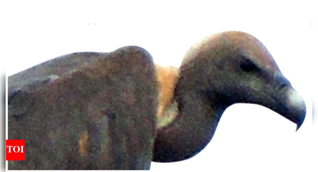 What a relief! The vultures are back | Chennai News - Times of India