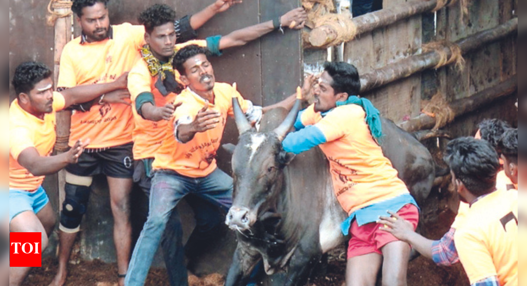 Ulagampatti: 27 Injured In Ulagampatti Jallikattu Event | Madurai News ...