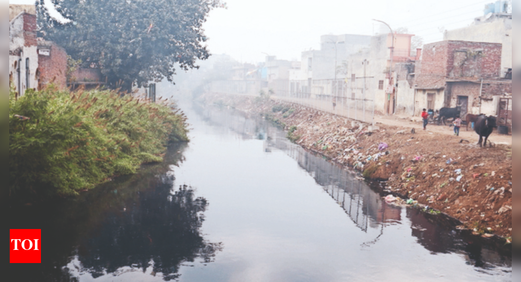 Will Seal Dairy Unit, Lift Cattle If Rule Flouted: Mc | Ludhiana News ...