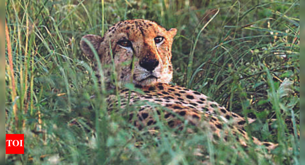 South African President Matamela Cyril Ramaphosa signs MoU for transfer ...