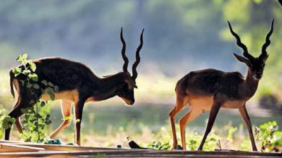Part of Guindy National park cleared of weeds in Chennai | Chennai News ...
