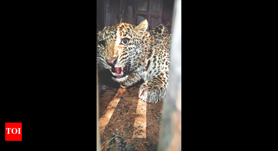 Two-year-old Female Leopard Falls Into Farm Well, Rescued | Nashik News ...