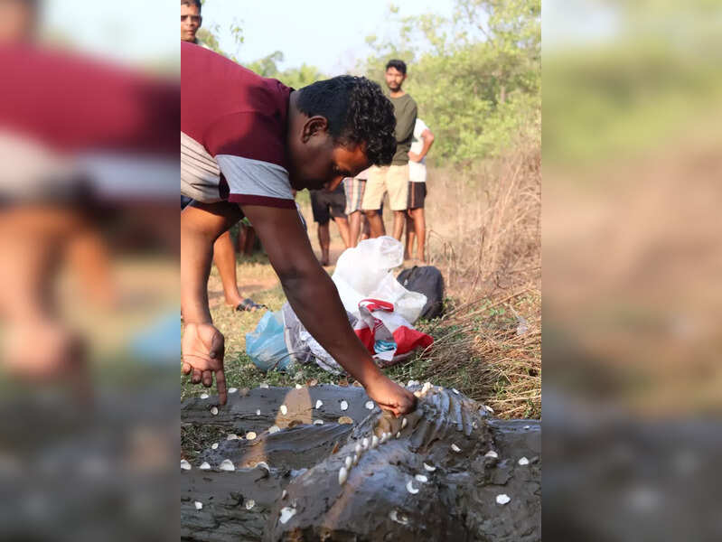 Crocodile worship is a part of this festival | Events Movie News ...