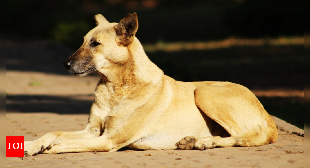 Stray dog goes on biting spree in Bihar's Ara, attacks 70 people ...