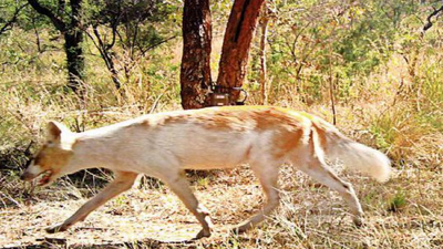 First-ever albino dhole recorded @ Cauvery sanctuary in Karnataka ...