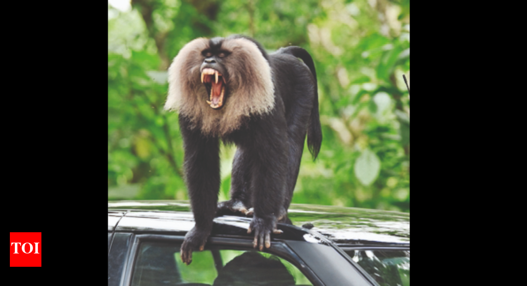 200 Lion-tailed Macaques To Be Translocated To Grass Hills Forest ...