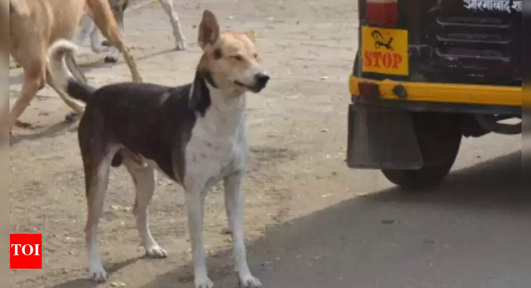 Dog on biting spree beaten to death in Bihar's Ara | Patna News - Times ...