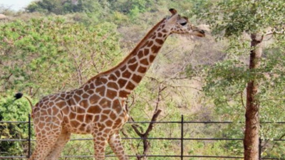 Giraffe is latest addition to Kamalapur zoological park | Hubballi News ...