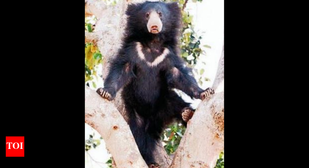 Sloth: Pair Of Sloth Bears To Be Shifted To Sariska | Jaipur News ...