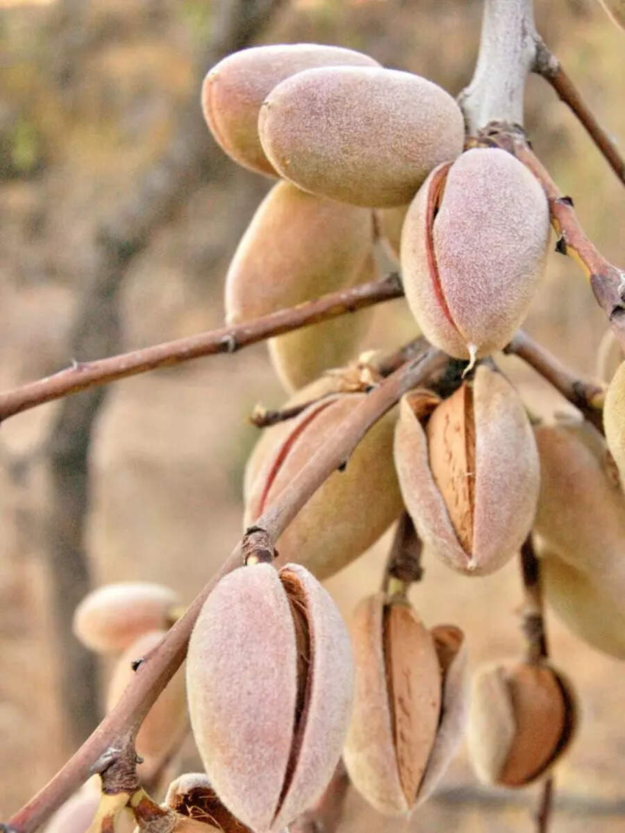 9 amazing health benefits of eating almonds | Zoom TV