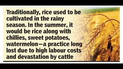 Chinchinim farmers join hands to revive fields along NH 66 | Goa News ...