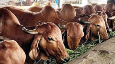 Now, cows to vie for 'best breed' awards in Khelo India Youth Games ...