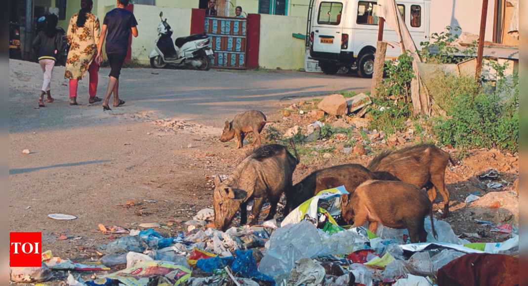 Hubballi: Pig Menace Continues To Plague Outskirts Of Hubballi ...