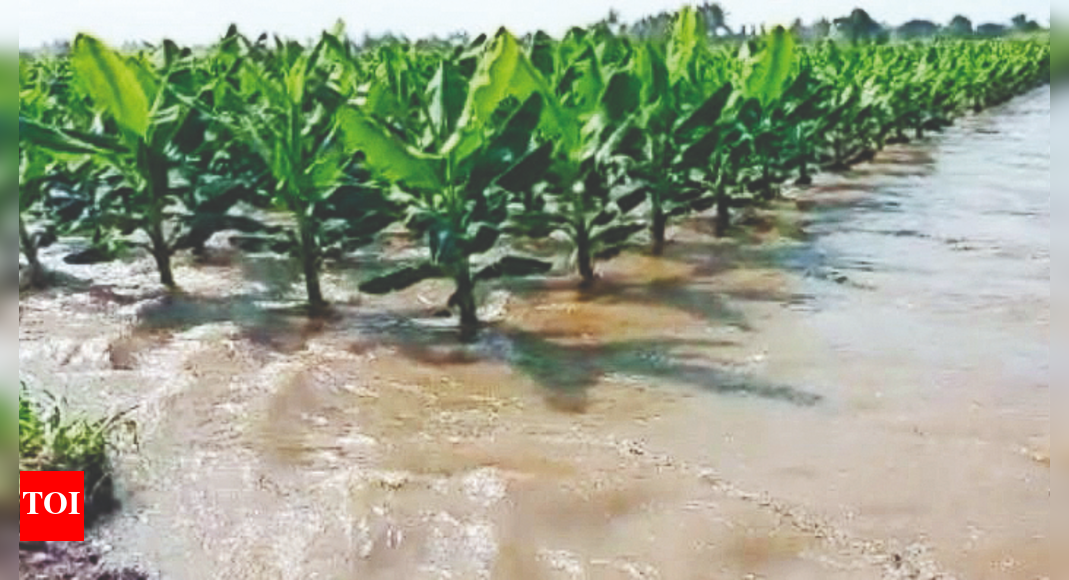 Ujani: Ujani Canal Embankment Damage Inundates 400 Acre Crop Fields ...