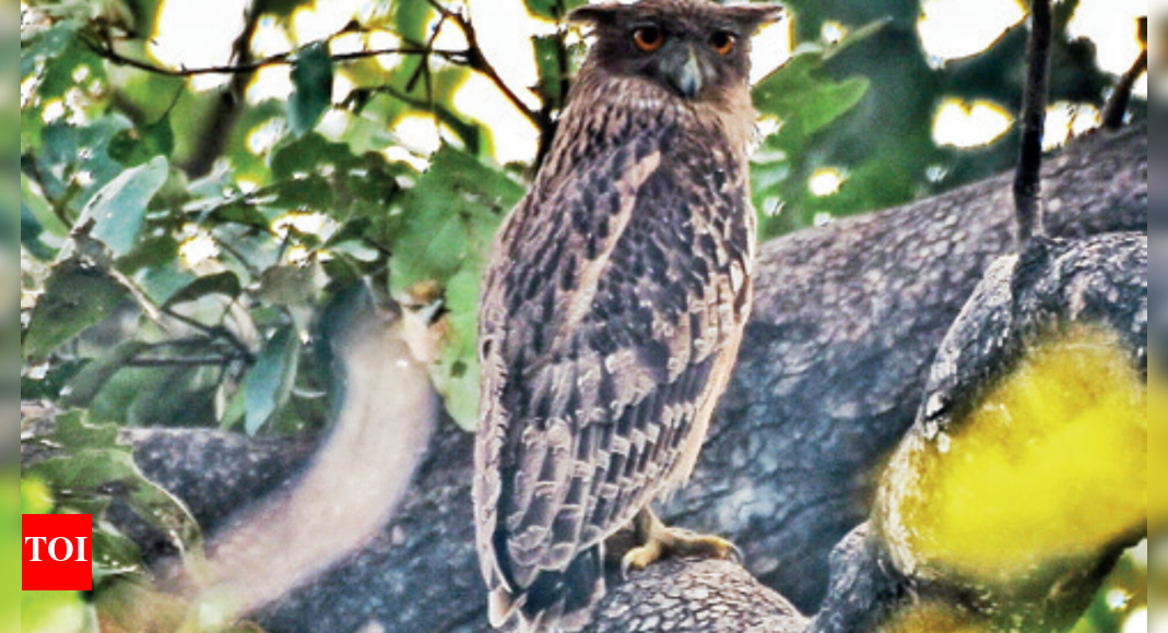 Nntr: Bird surveys record 8 new species in Melghat Tiger Reserve, 2 ...