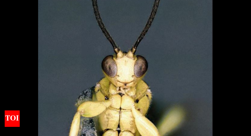 First new genus of wasps found in South India, named after Soliga tribe ...
