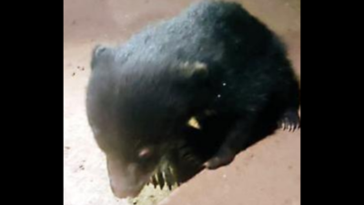 Rescued sloth bear cub shifted to Nandankanan | Bhubaneswar News ...