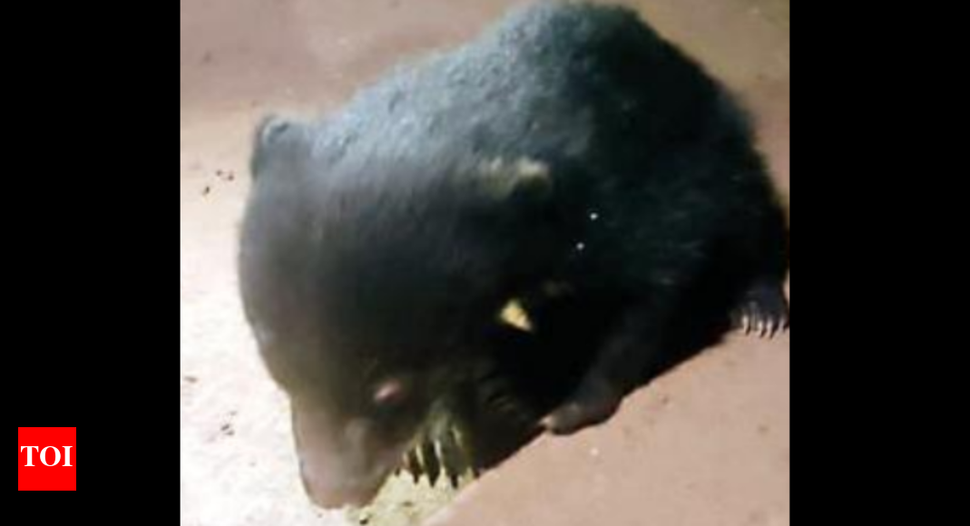 Rescued sloth bear cub shifted to Nandankanan | Bhubaneswar News ...