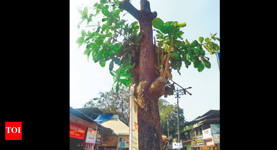 20-yr-old Almond Tree Hacked For Hoarding: Activist; Seeks Action ...