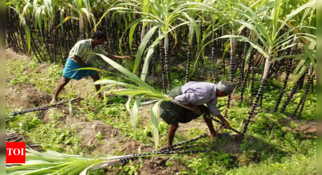 Millet: Millet Cultivation Area Drops In State, Better Quality Seeds ...