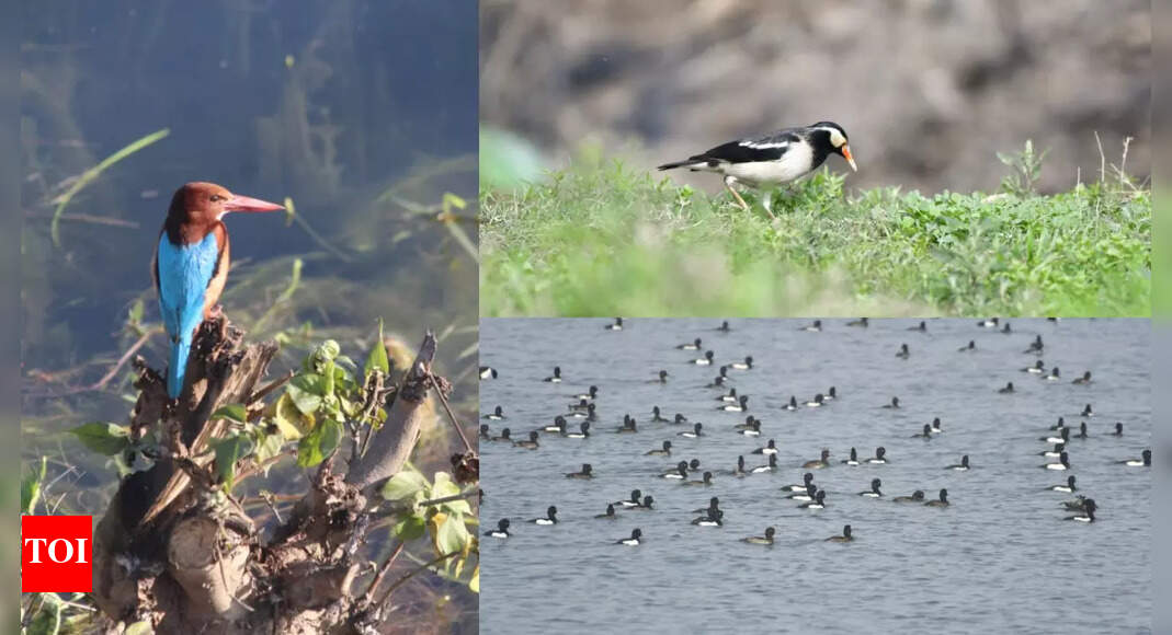 Migratory birds census: Over 4,000 winged guests at Haripura, Baur ...