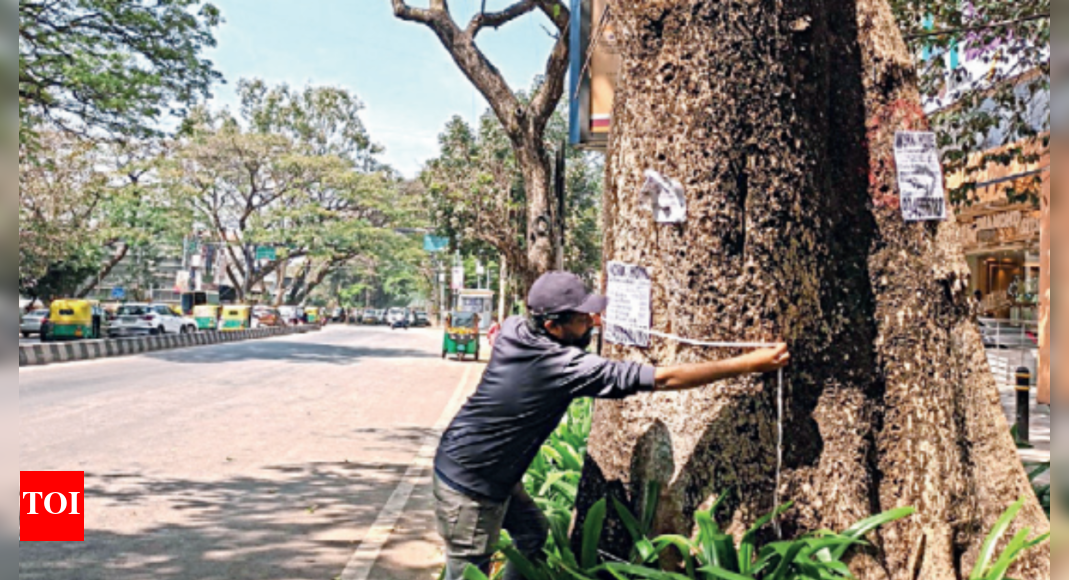 Sankey Tank: Report: Trees Facing Axe Store 121 Tonnes Of Carbon Per ...