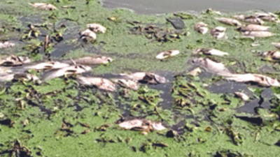'Low oxygen killed fish in Bata river' | Bhubaneswar News - Times of India
